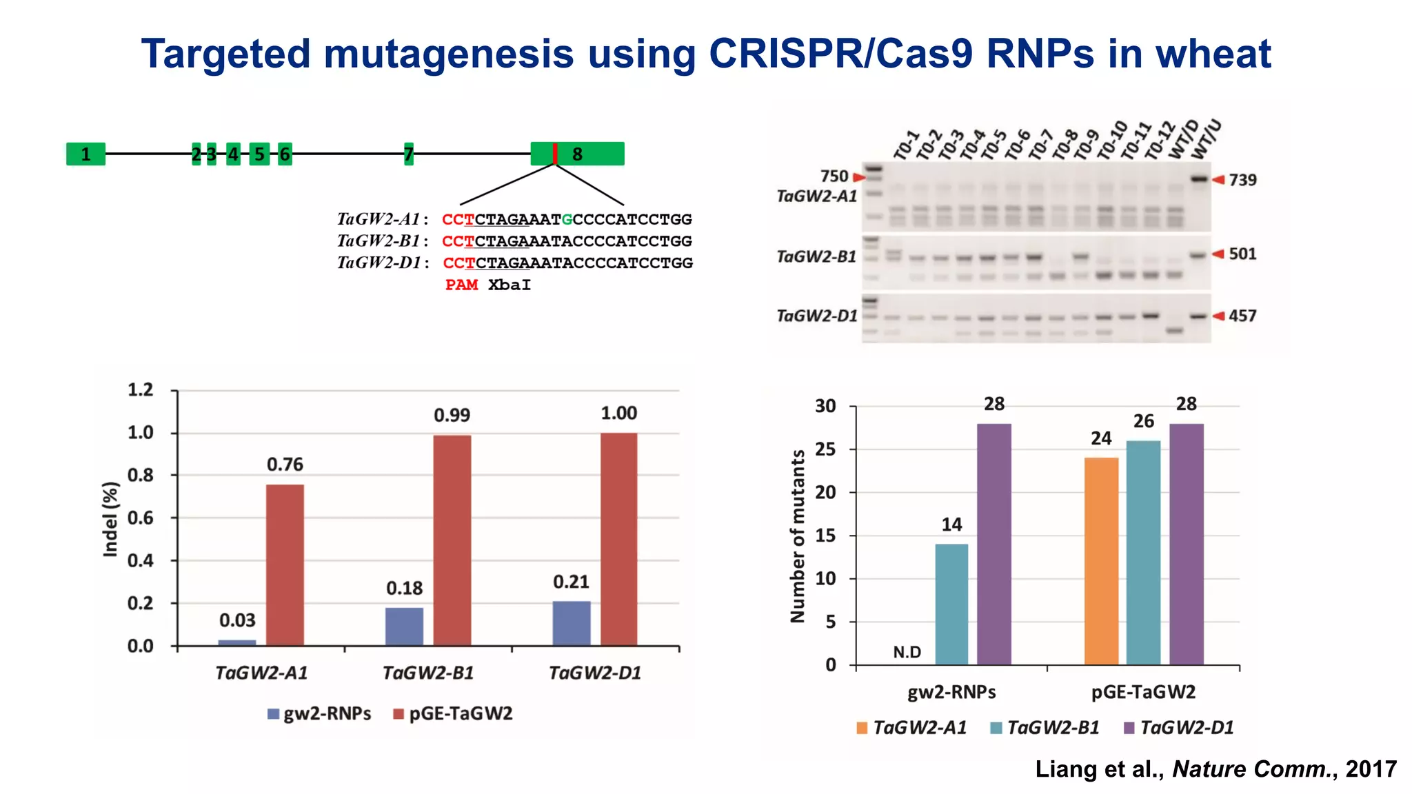 An overview of agricultural applications of genome editing: Crop plants ...