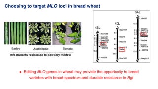 An overview of agricultural applications of genome editing: Crop plants ...