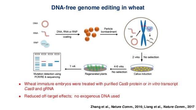 An overview of agricultural applications of genome editing: Crop plan… An overview of agricultural applications of genome editing: Crop plan…