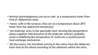 05 Scrotum and Post. Abdominal Wall.pptx