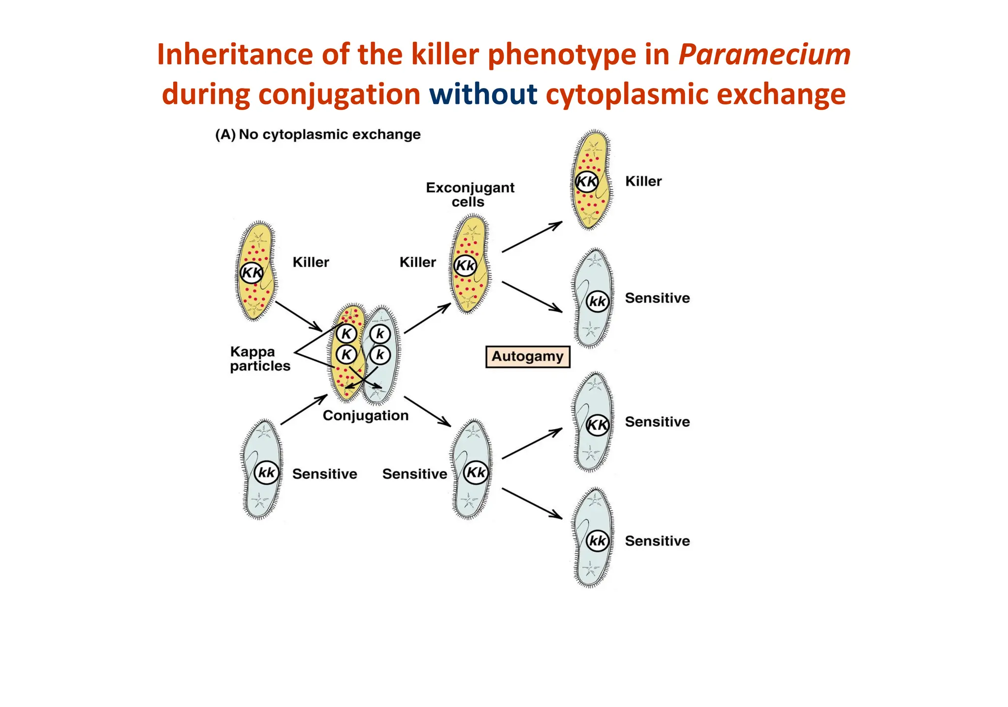 05 Sex Determination Cytoplasmic Inheritance 1 Pdf