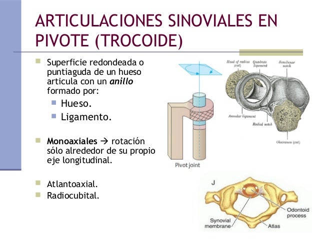 sistema articular