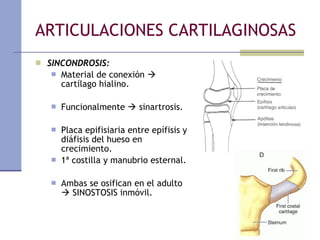 05) sistema articular | PPT