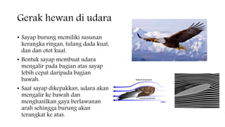 05 sistem gerak pada hewan | PPTX