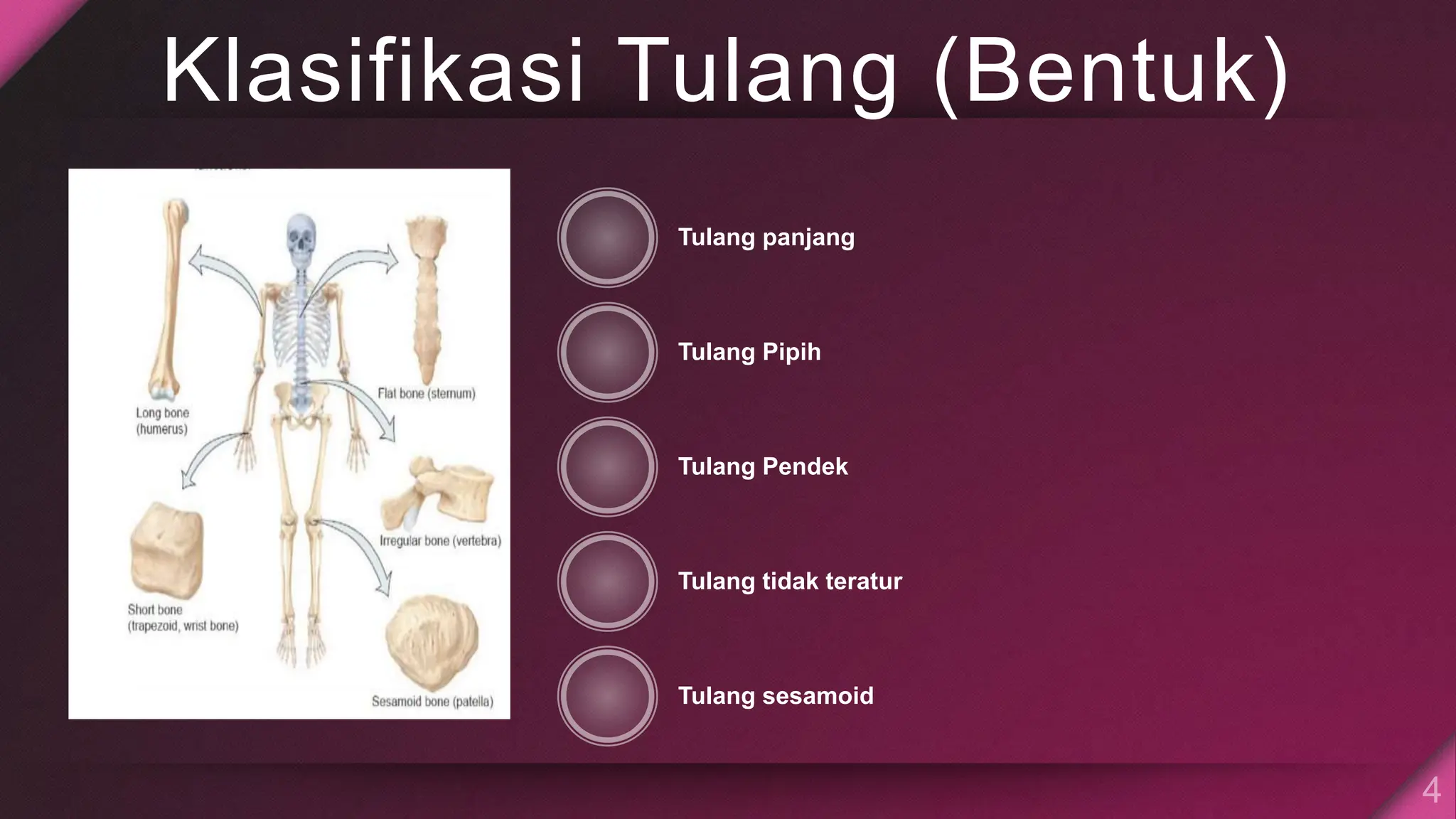 05 Sistem Skeletal (anatomi fisiologi manusia).pptx