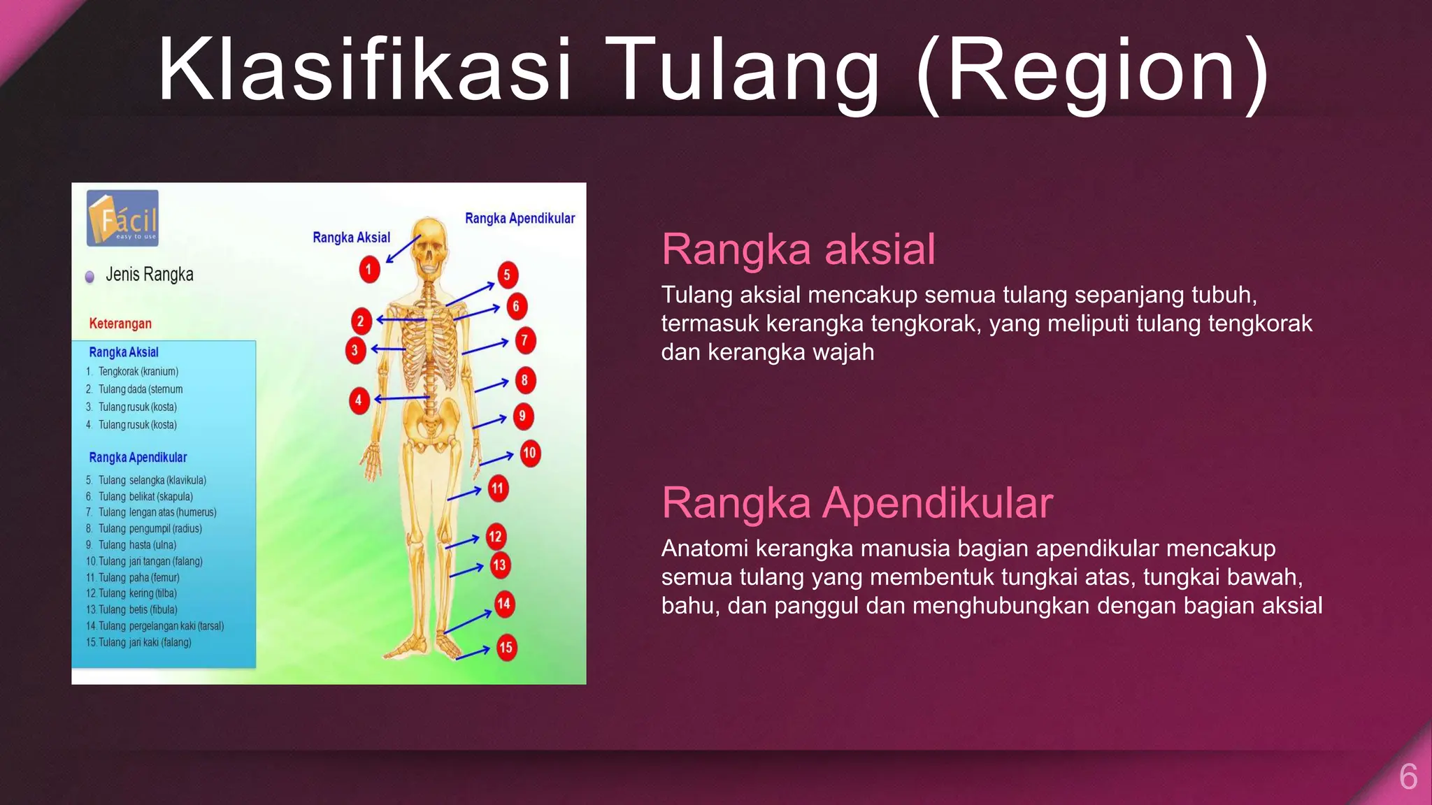 05 Sistem Skeletal (anatomi fisiologi manusia).pptx