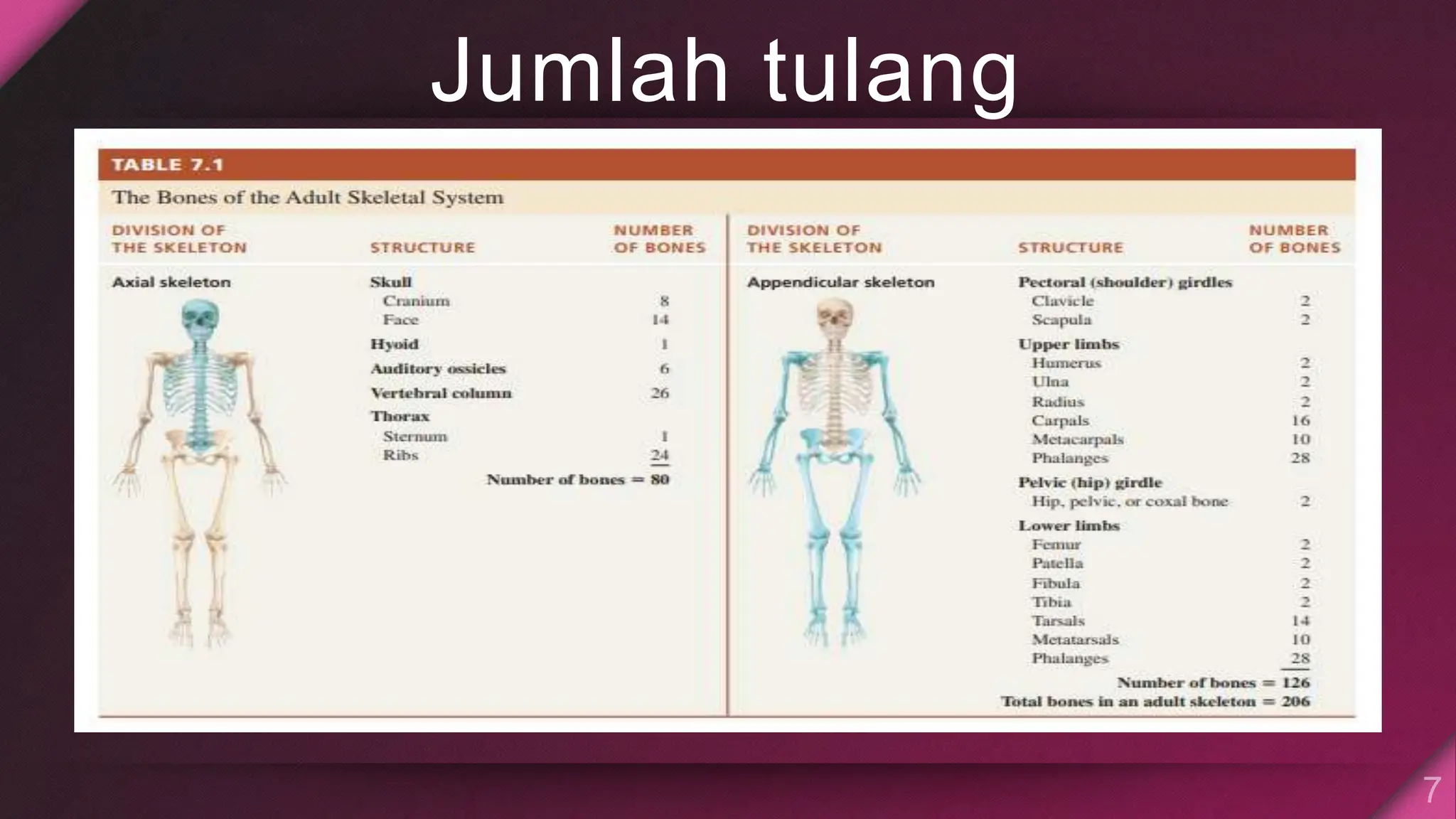 05 Sistem Skeletal (anatomi fisiologi manusia).pptx