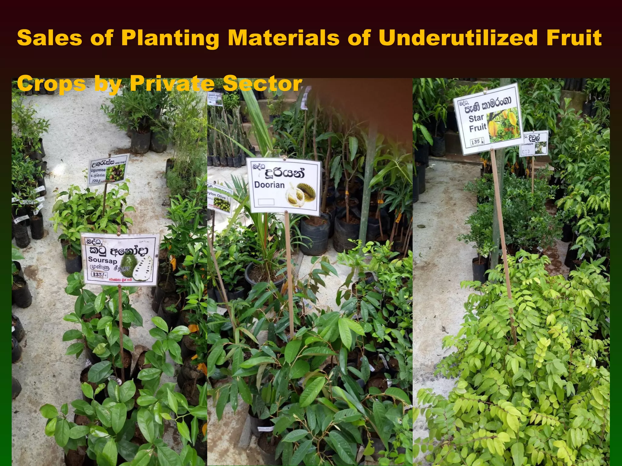 Country Status Reports on Underutilized Crops by Hemantha Wijewardena ...