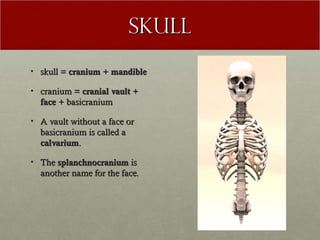 05 the axial skeleton english | PPT