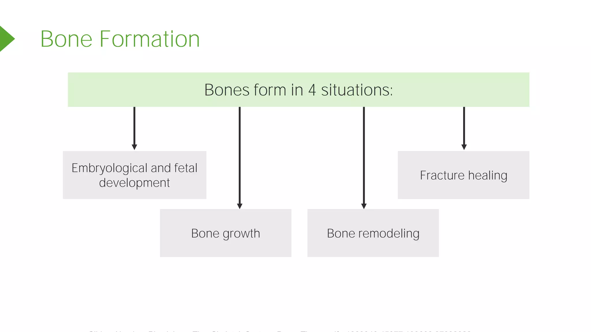 05 The Skeletal System - Bone Tissue (1).pdf