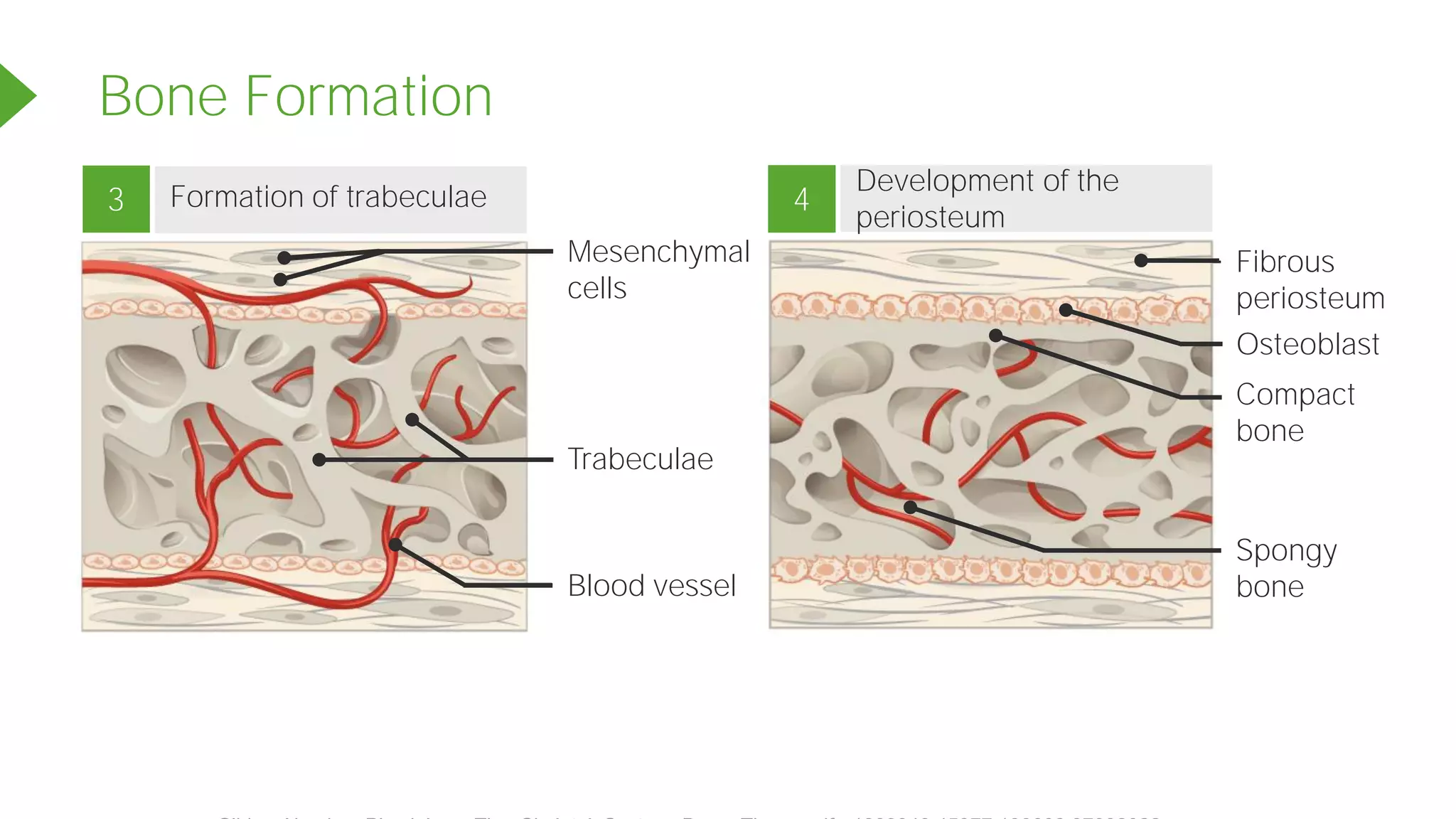 05 The Skeletal System - Bone Tissue (1).pdf