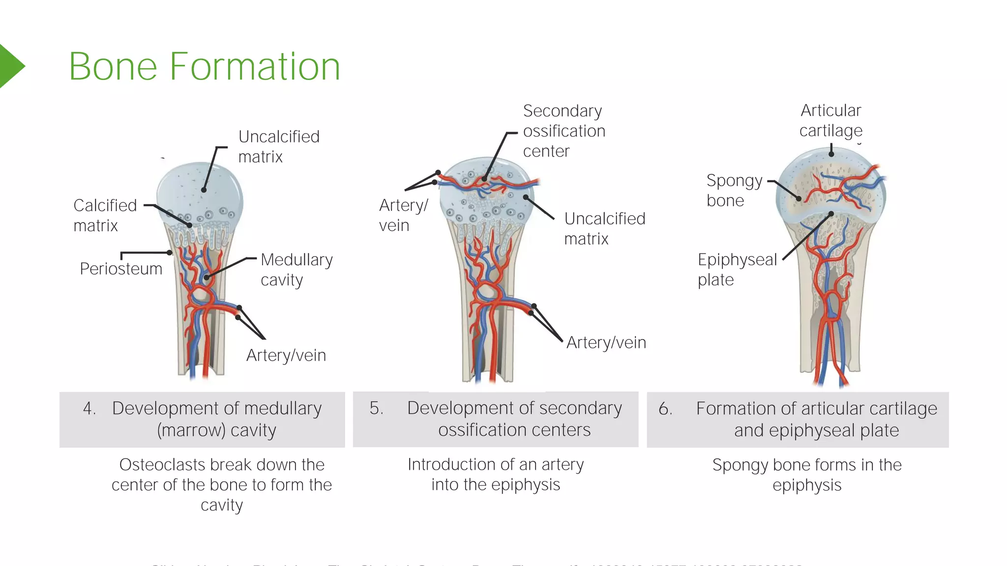 05 The Skeletal System - Bone Tissue (1).pdf