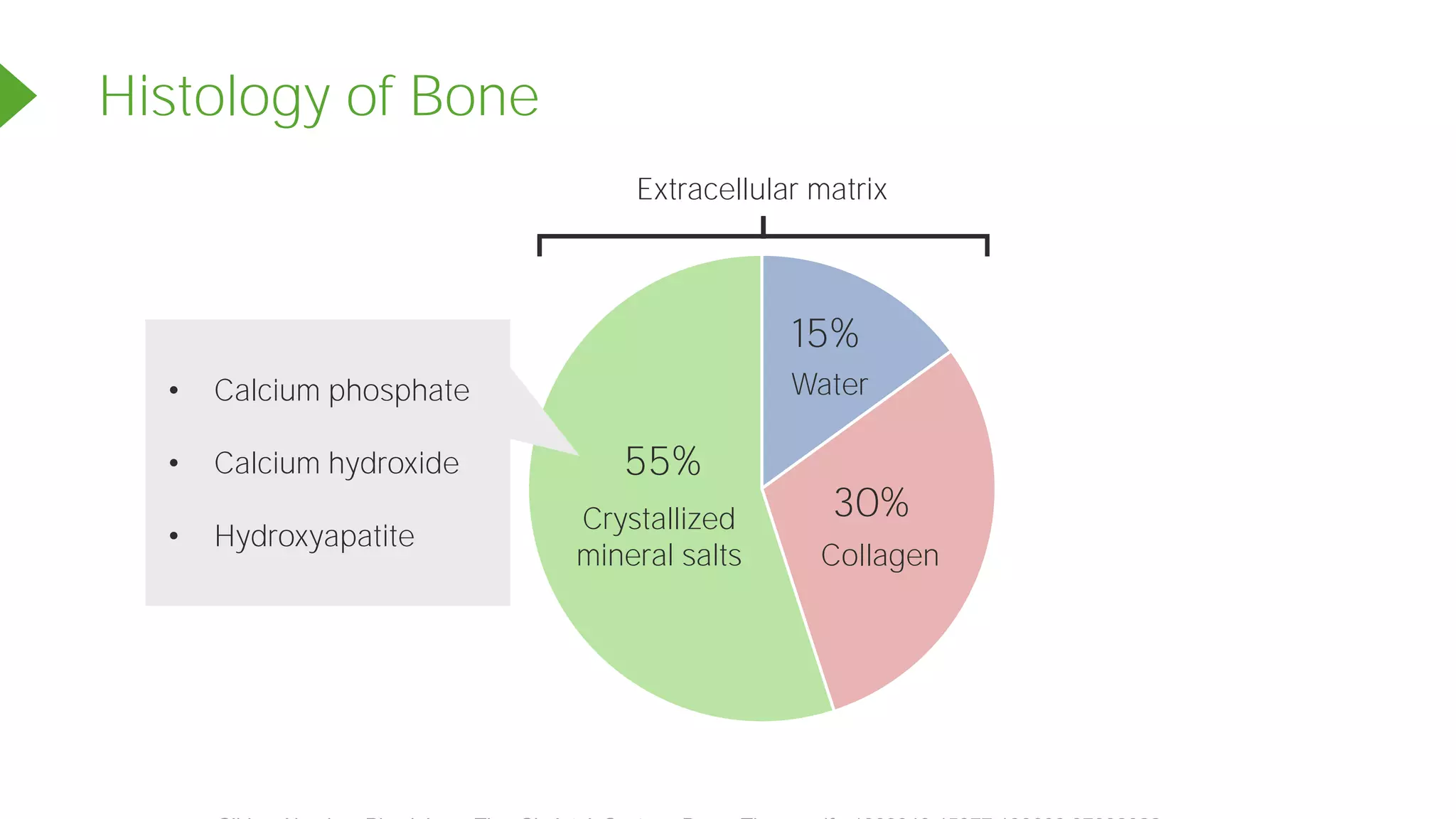 05 The Skeletal System - Bone Tissue (1).pdf