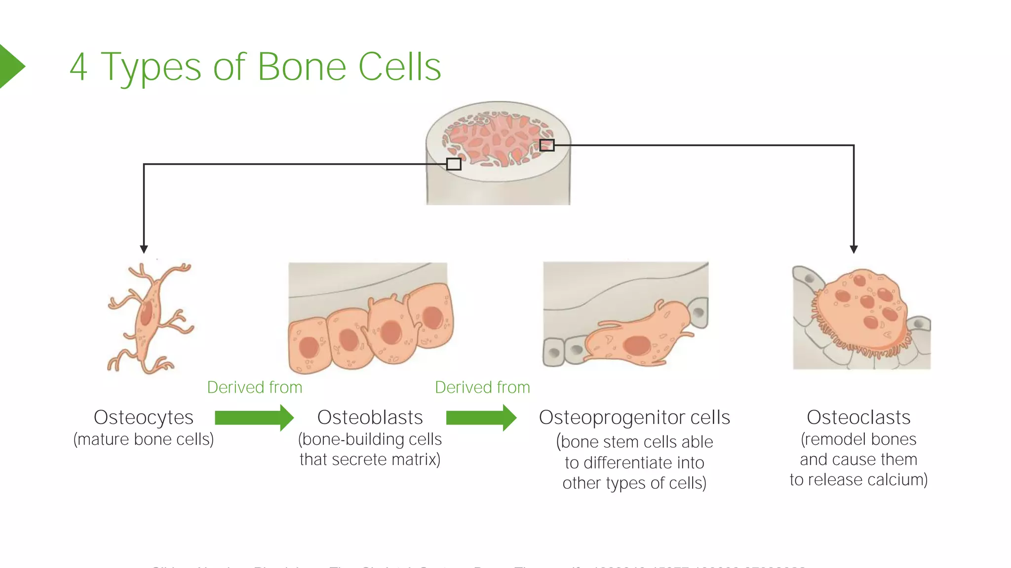 05 The Skeletal System - Bone Tissue (1).pdf