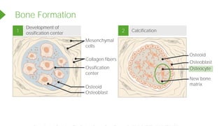 05 The Skeletal System - Bone Tissue (1).pdf