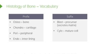 05 The Skeletal System - Bone Tissue (1).pdf