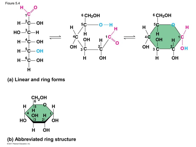 05 the structure and function of large biological molecules | PPT