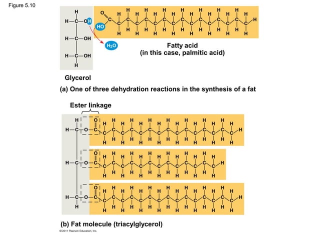 05 The Structure And Function Of Large Biological Molecules Ppt