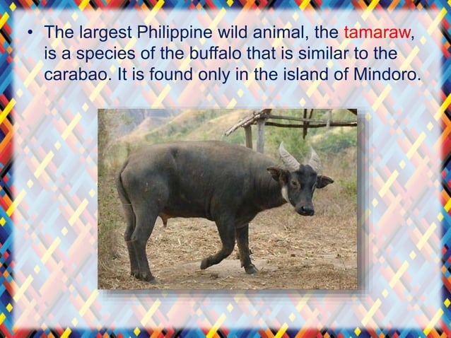 Trivia about the Philippines | PPTX