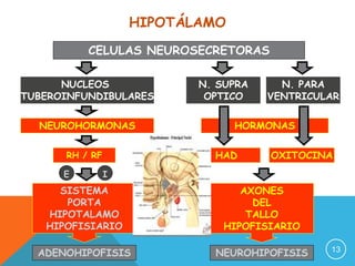 06. sistema endocrino | PPSX
