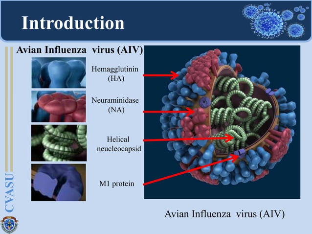 Inactivation of Avian Influenza Viruses by Chemical Agents and Physical ...