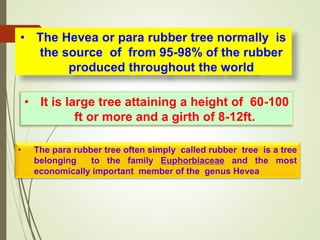 Plantation of Rubber By JIGNESH | PPTX