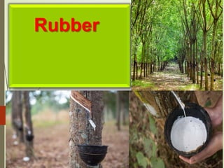 Plantation of Rubber By JIGNESH | PPTX