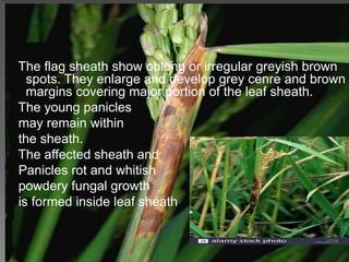 SHEATH ROT | PPSX