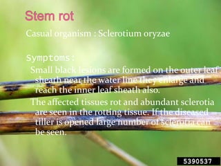 SHEATH ROT | PPT