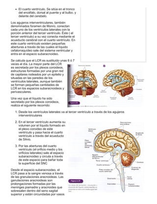 06. organización general del sistema nervioso psicología uned | PDF
