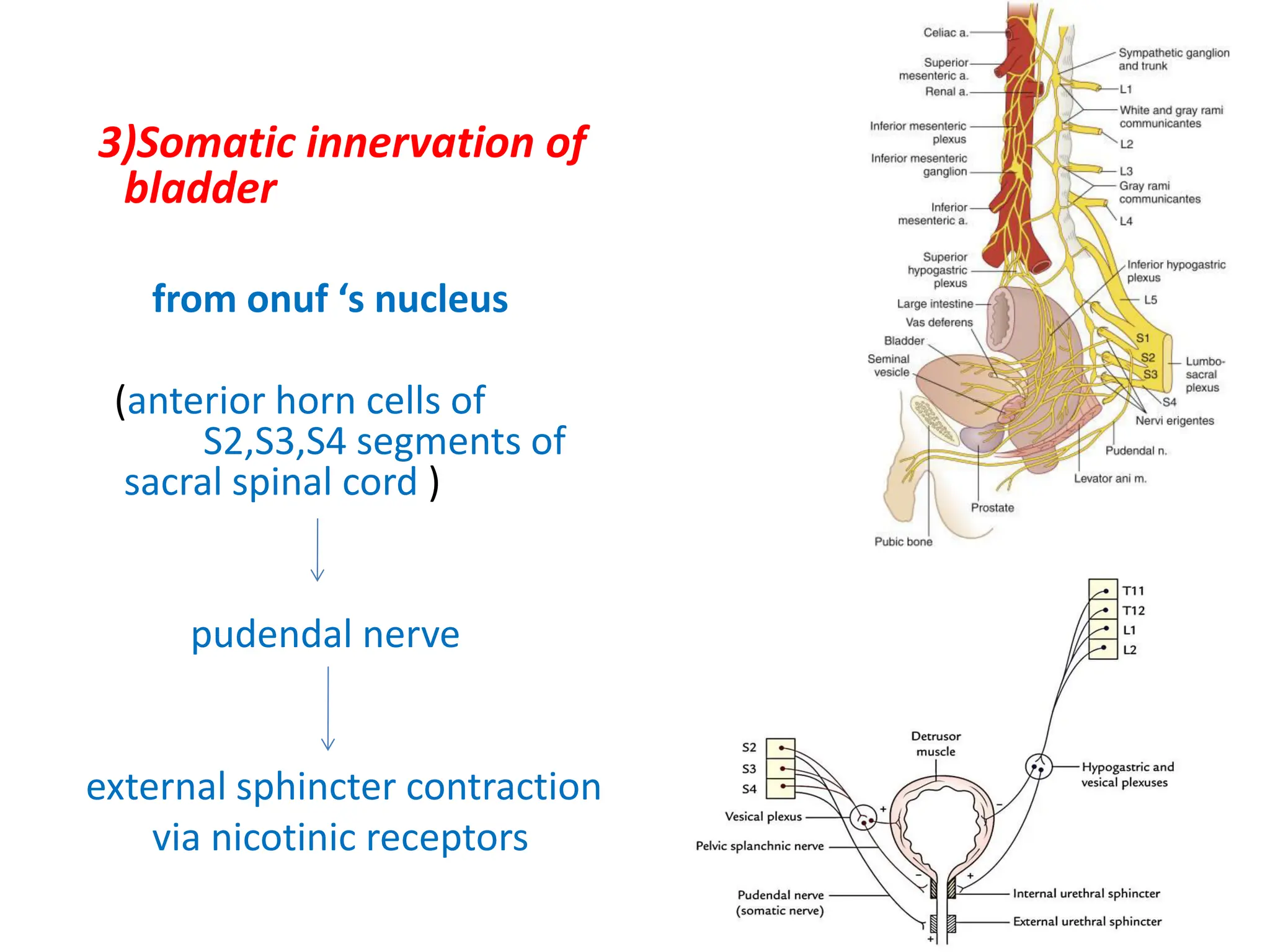 06.05.21-neurogenic-bladder-and-Copy.pdf
