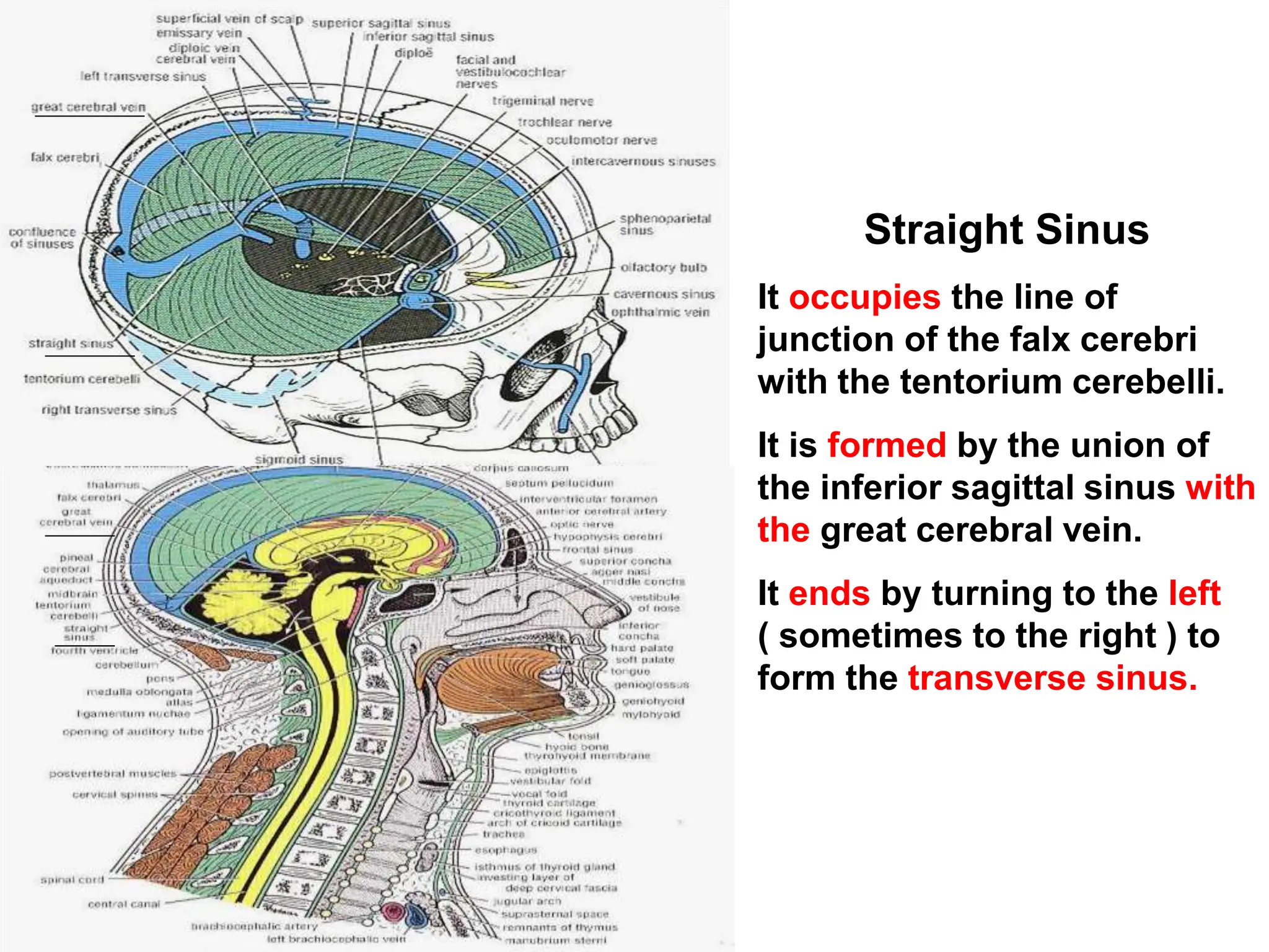 06. venous sinuses.ppt treatment an repair | PPT