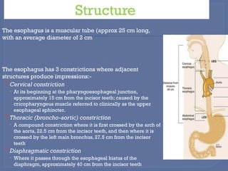 Esophageal cancer Definitions, epidemiology, types and managments | PPTX
