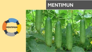 06. Produksi Benih dan Kebutuhan Benih Mentimun di Indonesia dan Jawa Timur 2017-2022_haripras.pdf