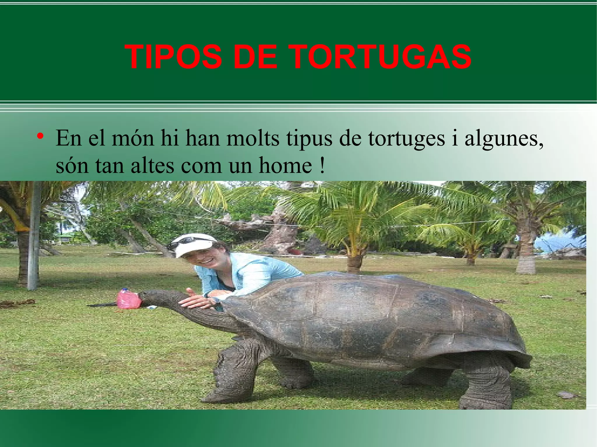 06 3-tortugues marines marta | PPT