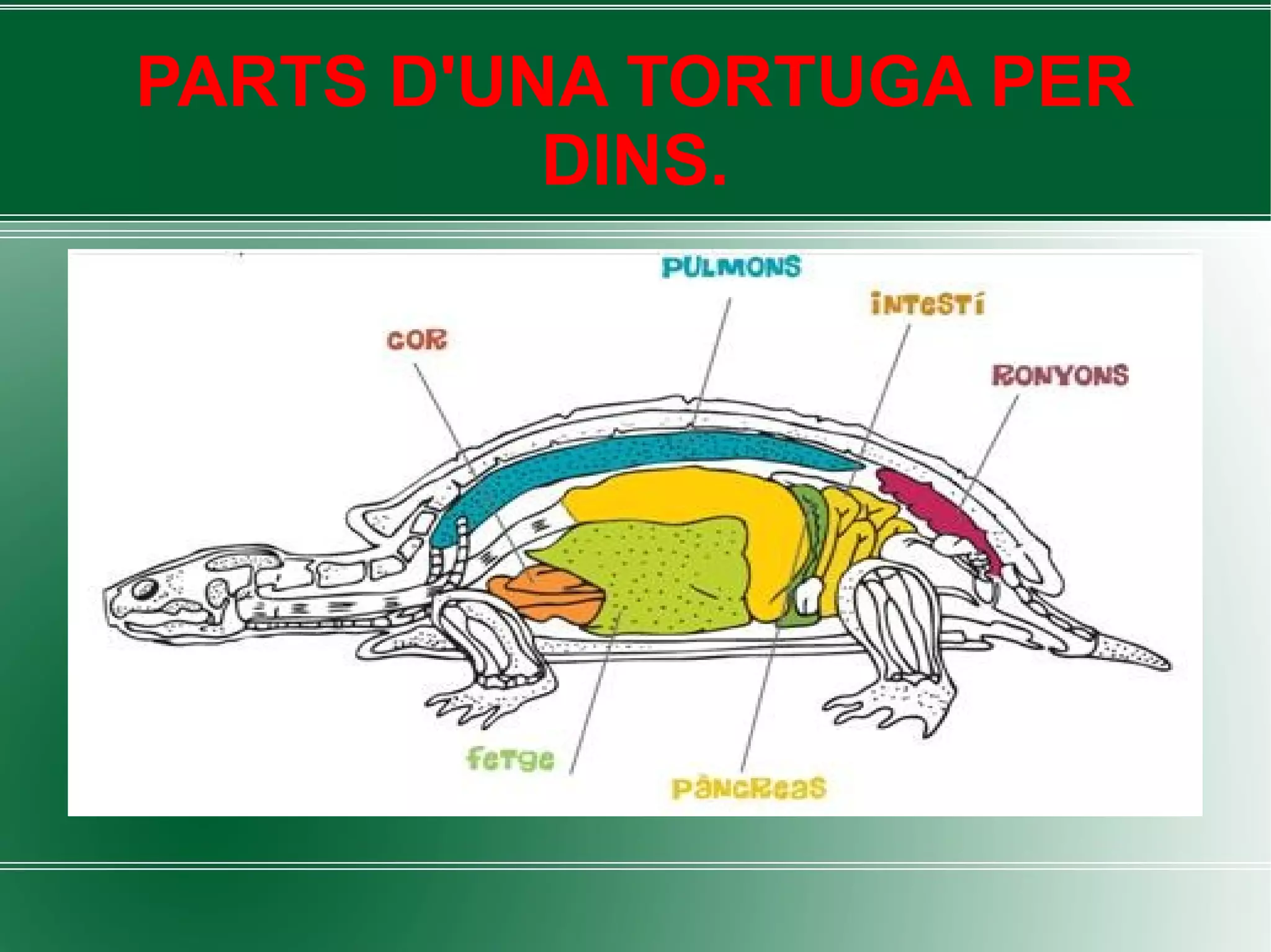 06 3-tortugues marines marta | PPT