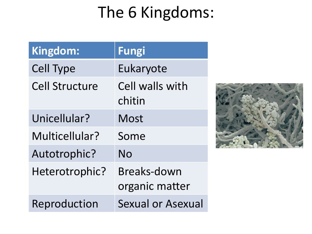 06 6 kingdoms and 3 domains