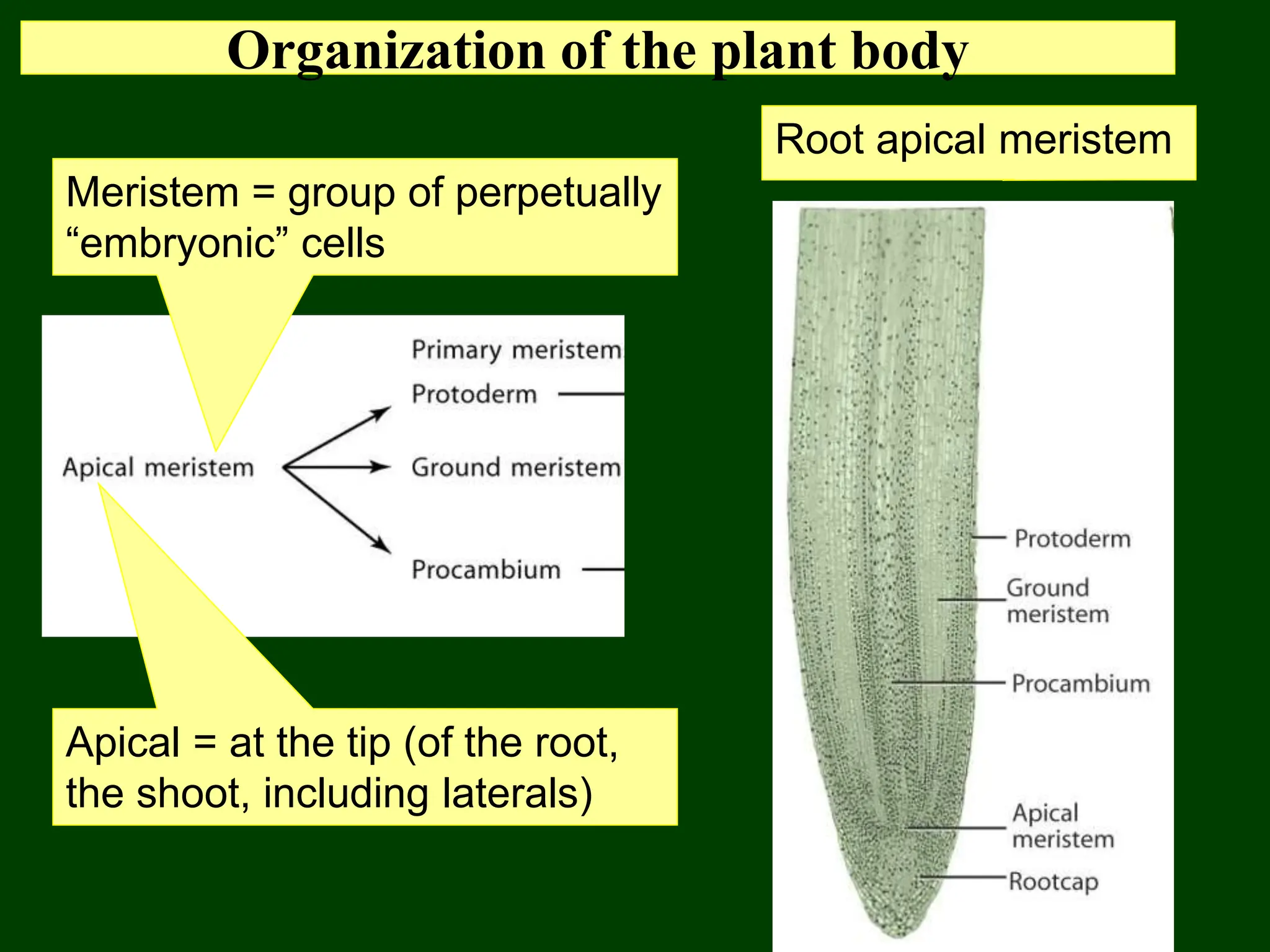 Plant Anatomy-Morphology study.......ppt
