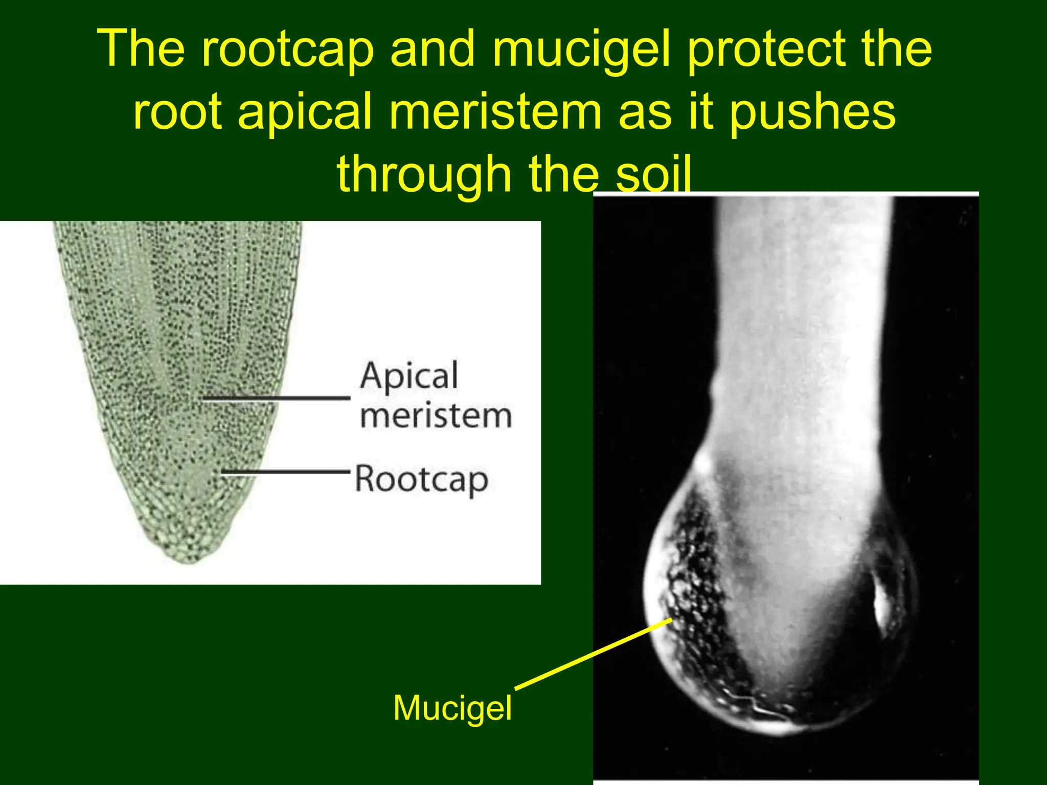 Plant Anatomy-Morphology study.......ppt