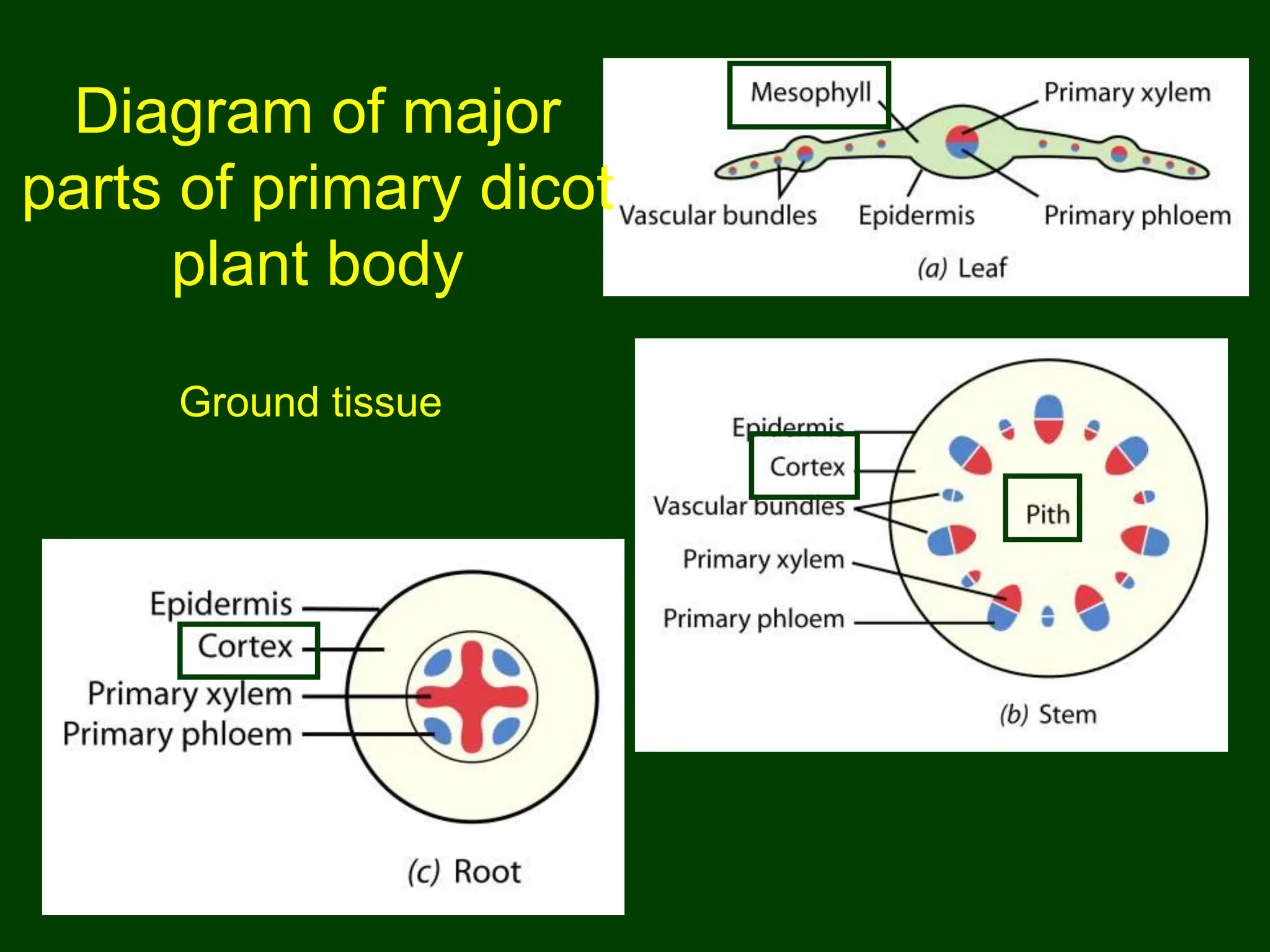 Plant Anatomy-Morphology study.......ppt