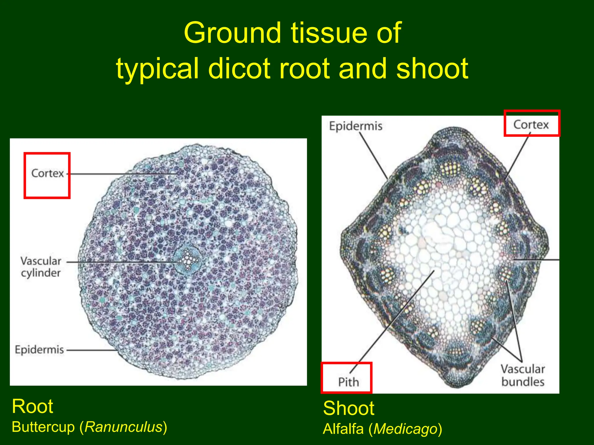 Plant Anatomy-Morphology study.......ppt