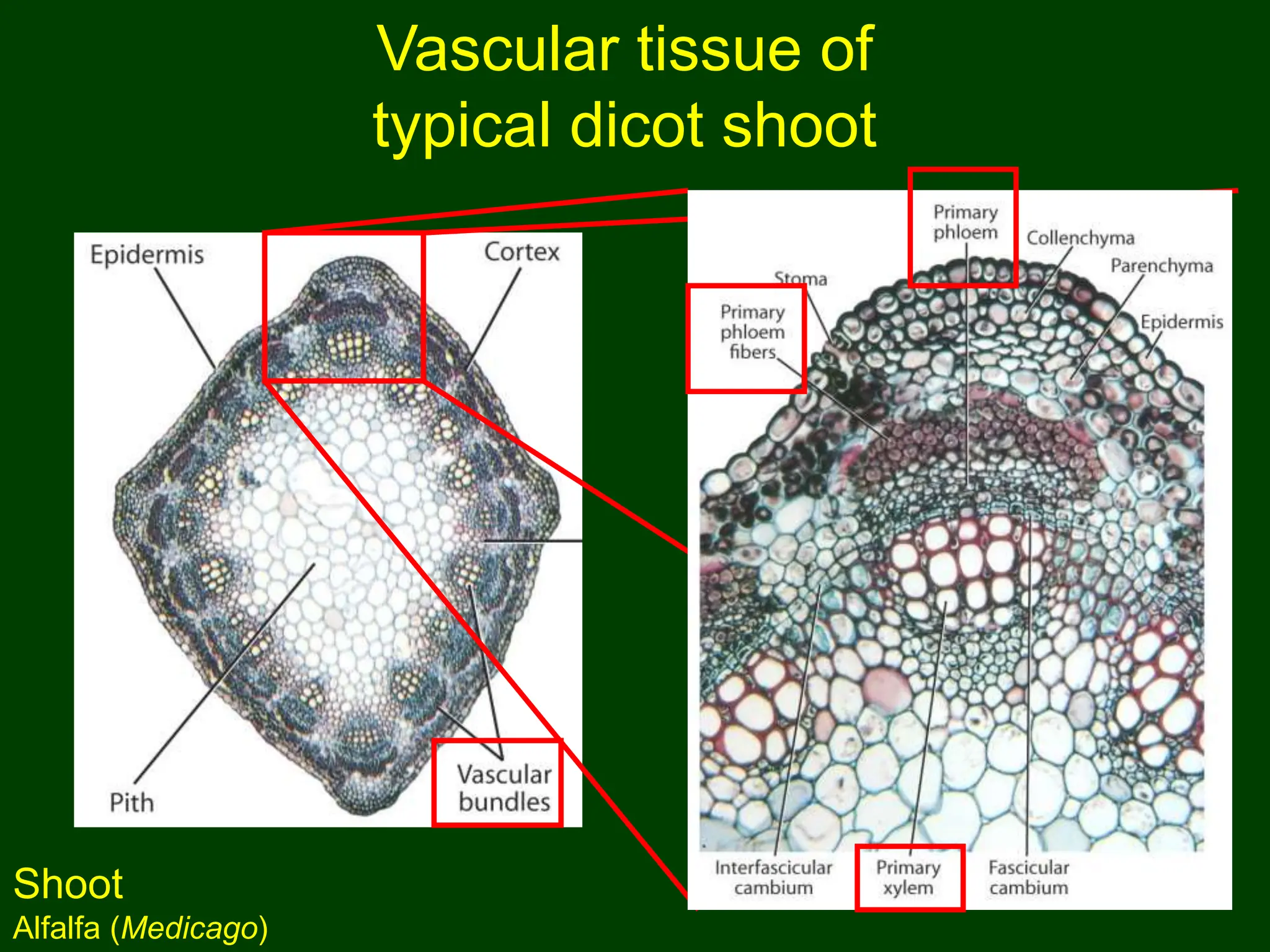 Plant Anatomy-Morphology study.......ppt