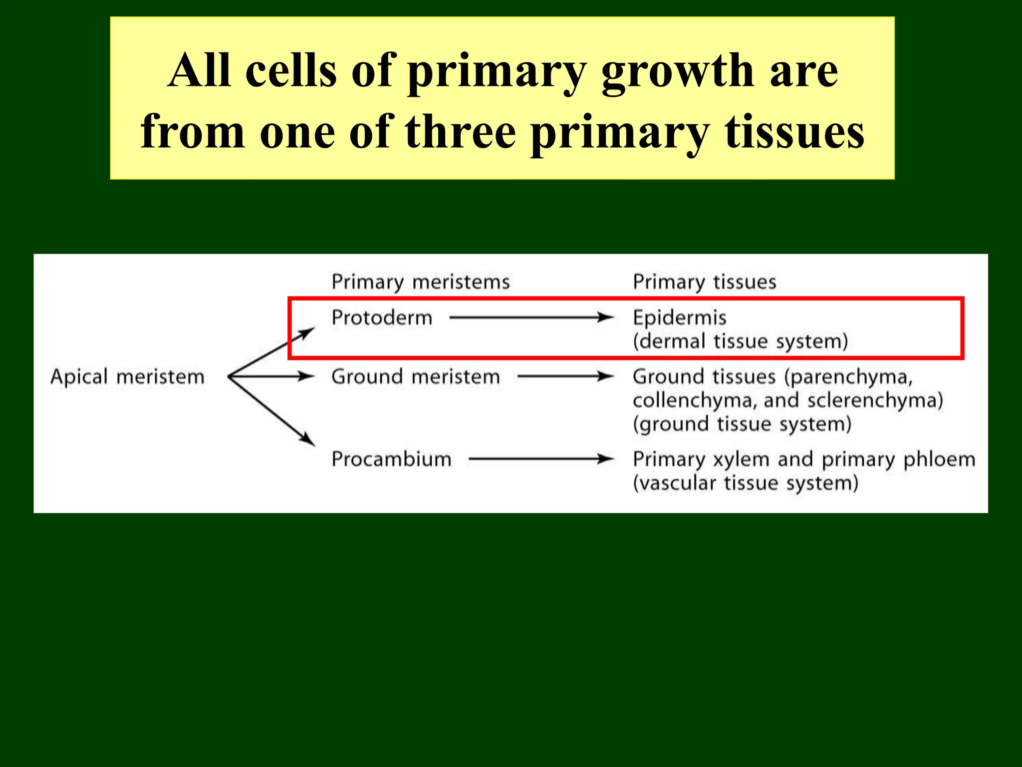 Plant Anatomy-Morphology study.......ppt