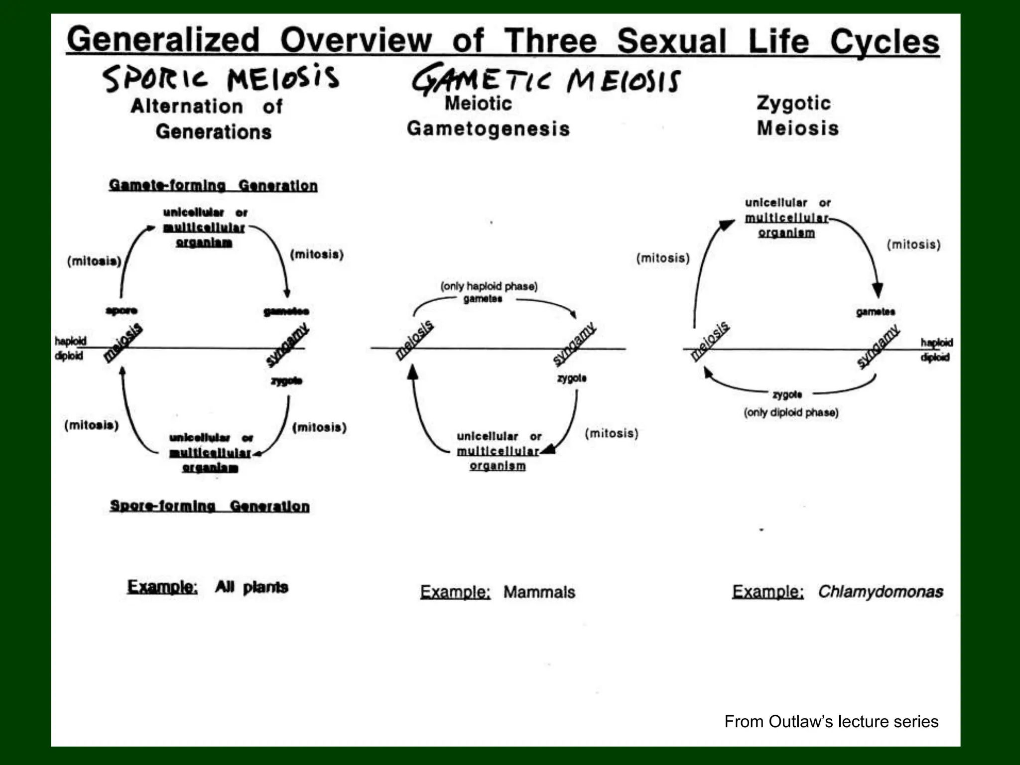 Plant Anatomy-Morphology study.......ppt
