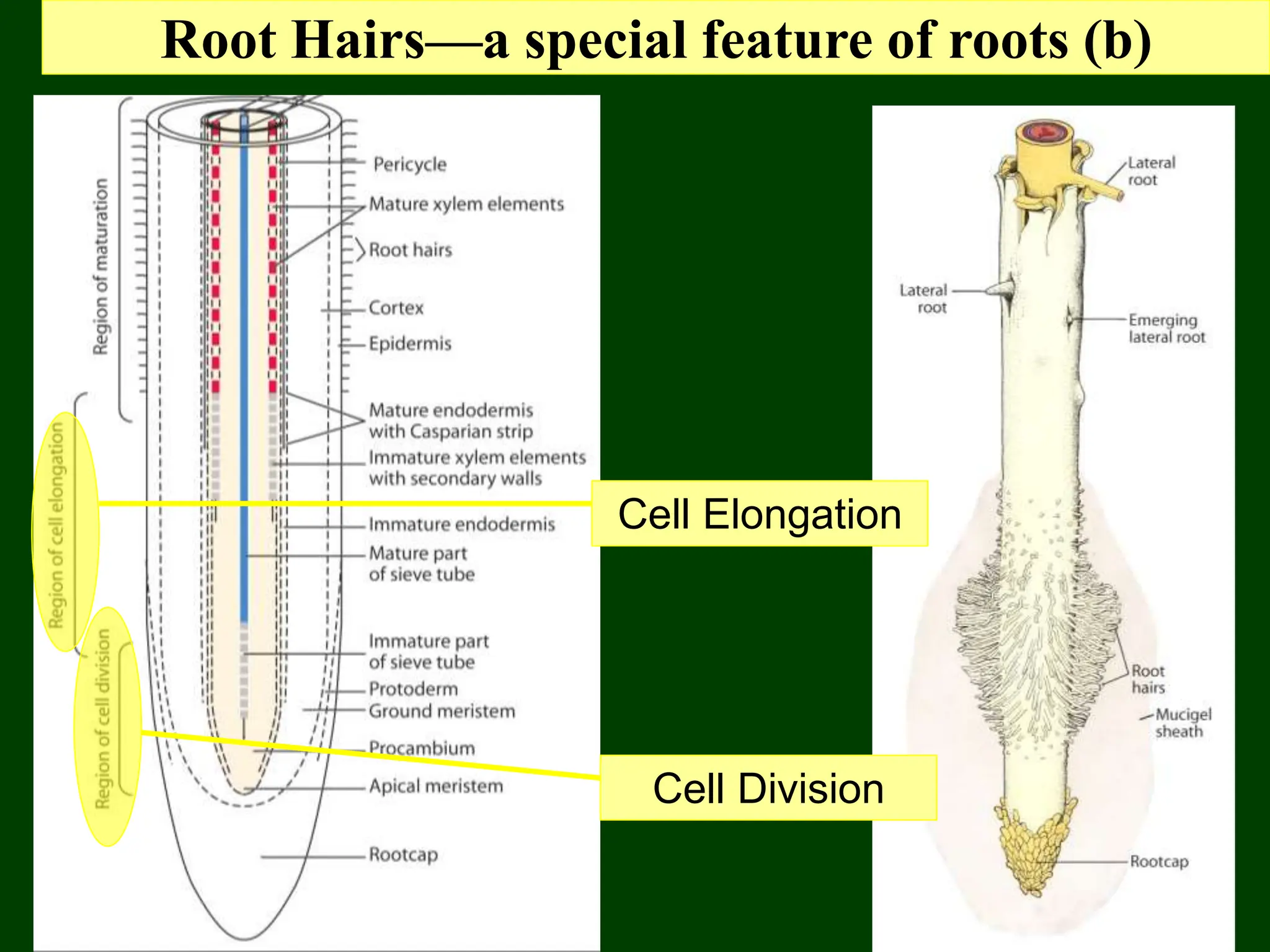 Plant Anatomy-Morphology study.......ppt