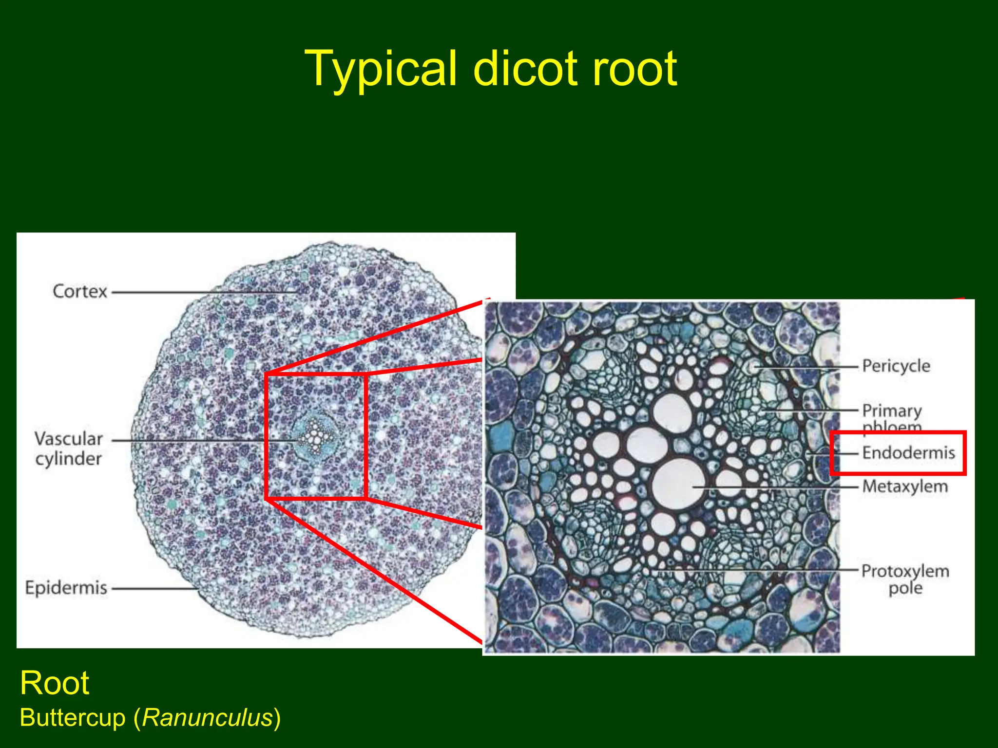 Plant Anatomy-Morphology study.......ppt