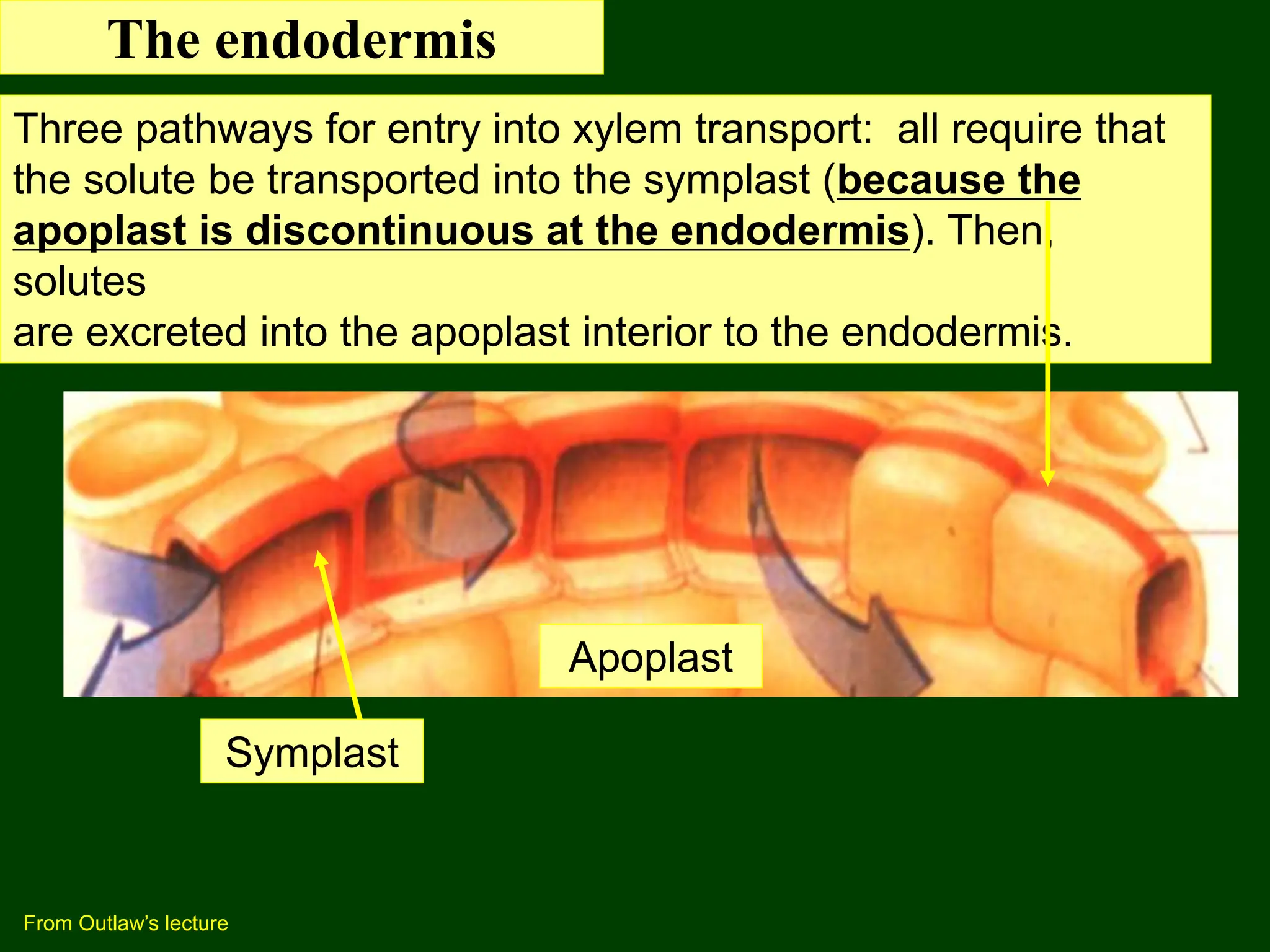 Plant Anatomy-Morphology study.......ppt