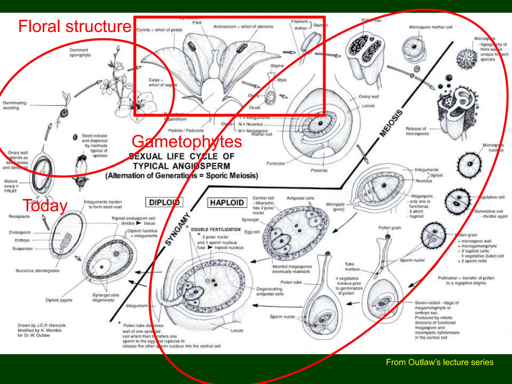 Plant Anatomy-Morphology study.......ppt