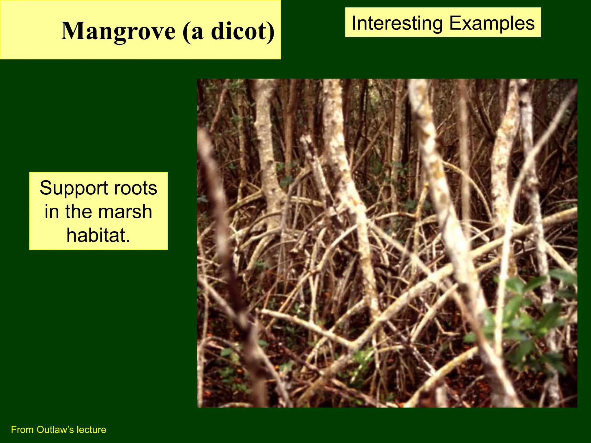 Plant Anatomy-Morphology study.......ppt