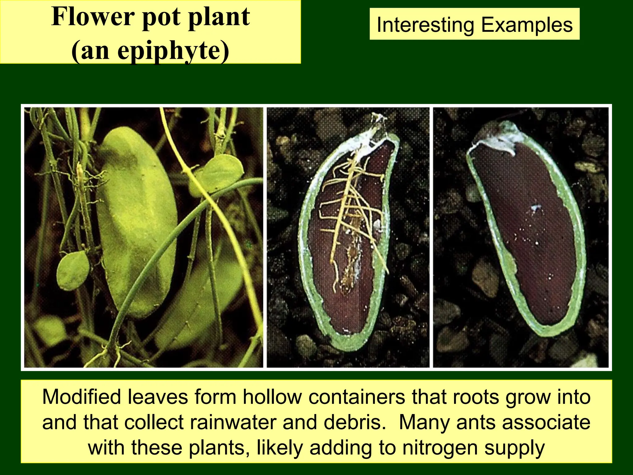 Plant Anatomy-Morphology study.......ppt